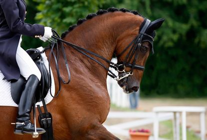 Fisiopatología del Tracto Respiratorio Superior del Caballo | Conjunto ...