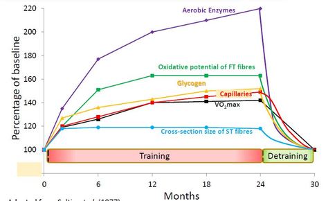 Exercise Training and Substrate Metabolism | Flashcards
