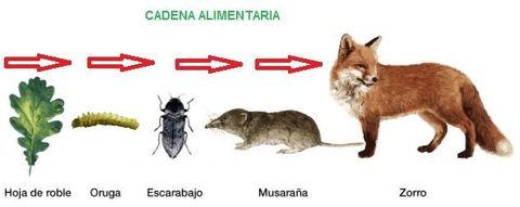 vocabulario de ecosistemas | Conjunto de Fichas