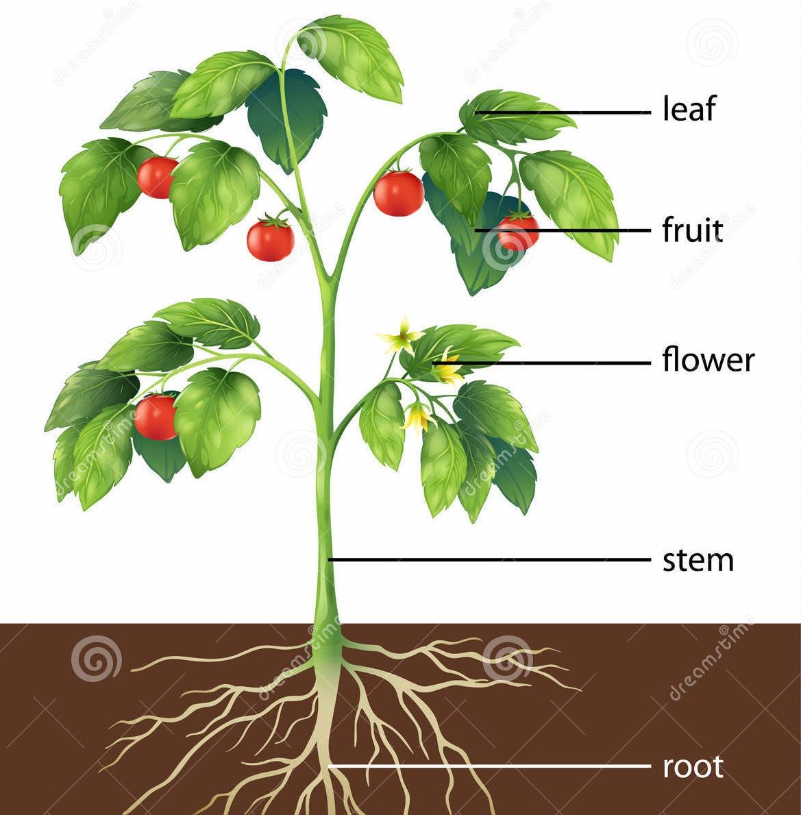 5th GRADE - SCIENCE | Note
