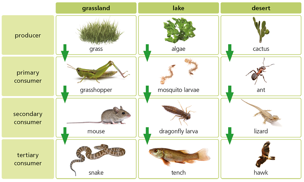 Ecosystems | Mind Map