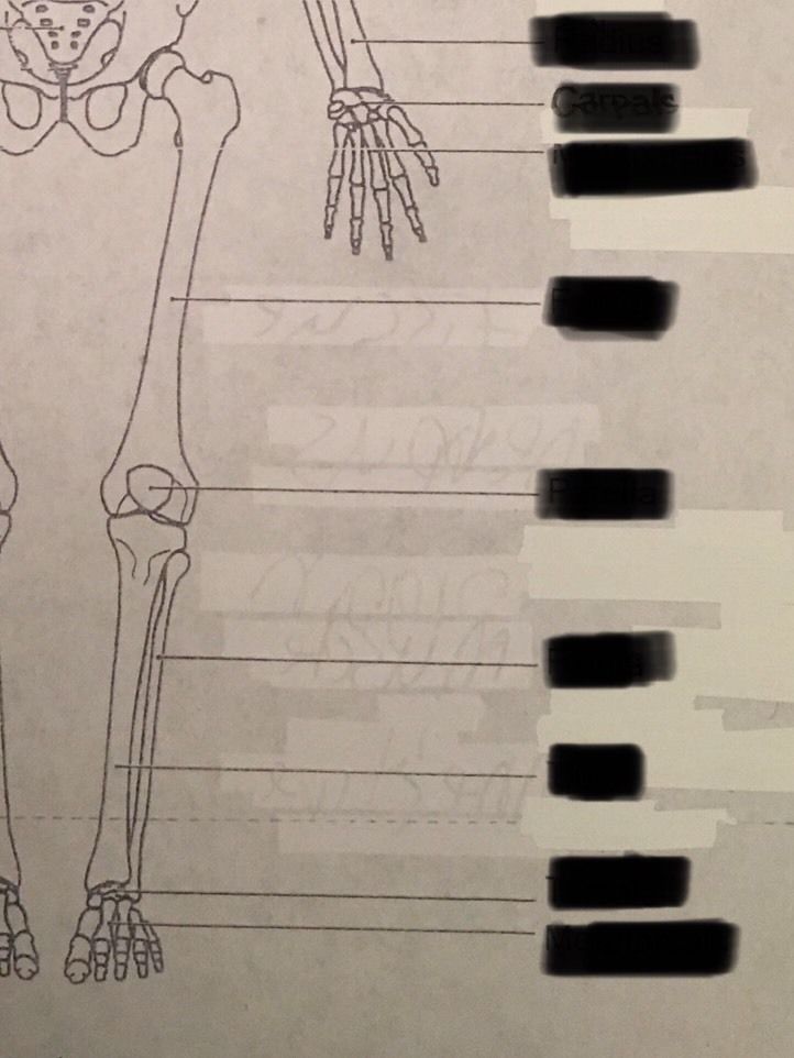 Bones, Muscles & Skin: The Human Skeleton | Quiz