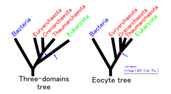 Teorías evolutivas del núcleo | Mind Map