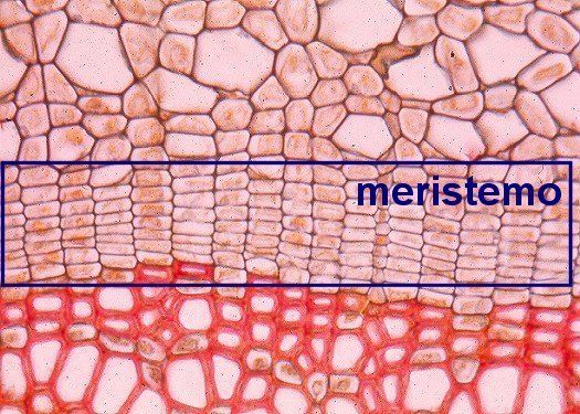 Test sobre los meristemos. | Test