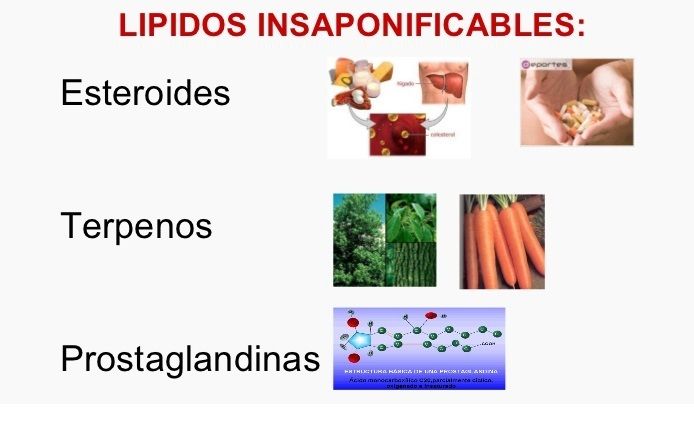 LOS LÍPIDOS | Mind Map