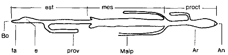 MORFOLOGIA INTERNA DE LOS INSECTOS | Mind Map