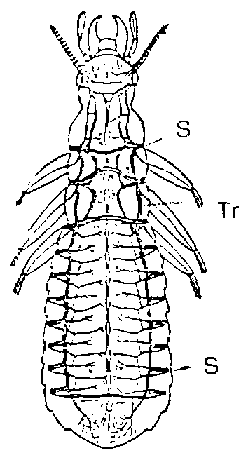 MORFOLOGIA INTERNA DE LOS INSECTOS | Mind Map