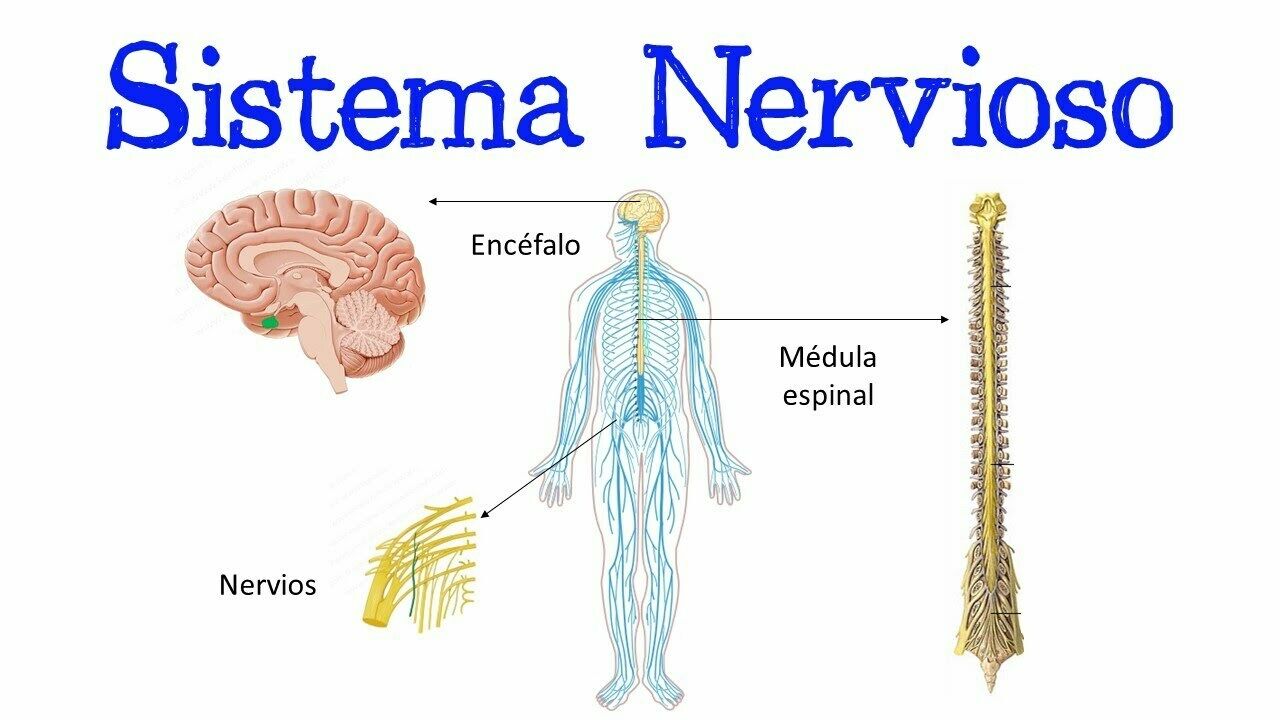 plasticidad cerebral | Mind Map
