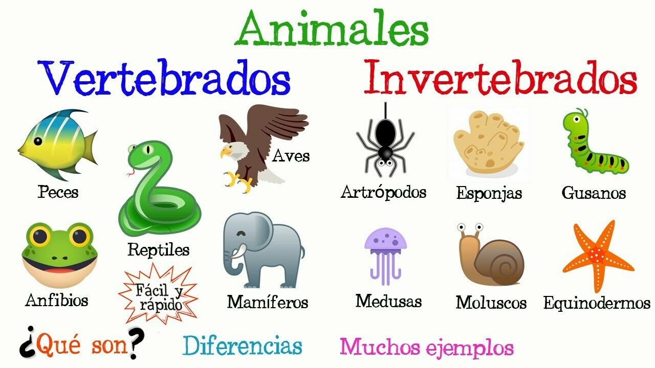 Clasificación de los animales: Vertebrados e invertebrados | Flashcards