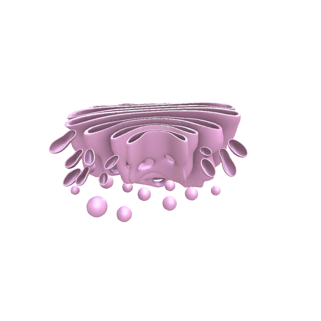 Cell Structure Flashcards | Flashcards