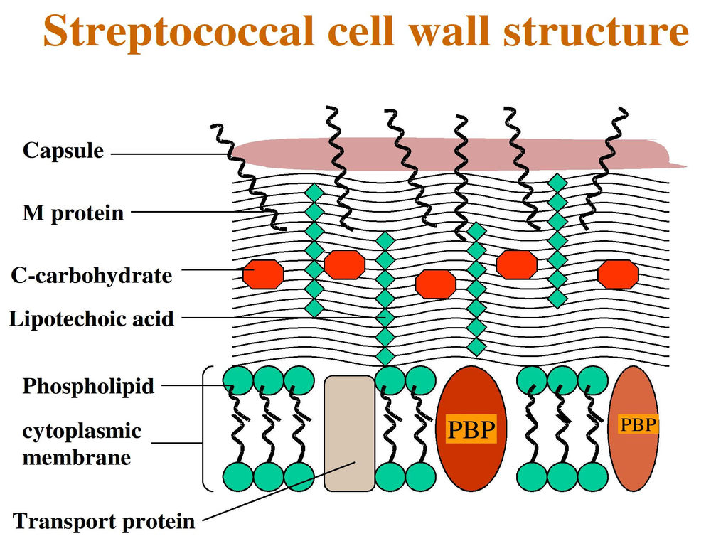 Meningitis | Mind Map