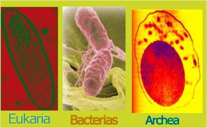 Reino monera | Mind Map