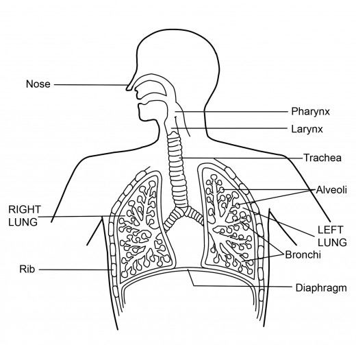 Respiration in Humans | Mind Map