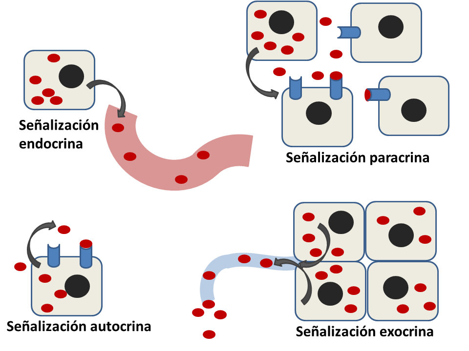 Menbrana y pared celular | Mind Map