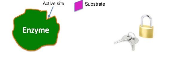 1.1 Life Processes - Enzymes | Mind Map