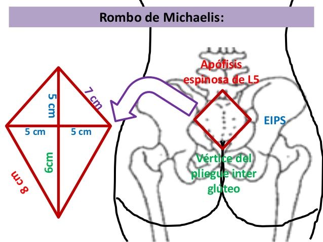 PELVIS OSEA NORMAL. PRESENTACION ACTITUD Y SITUACION FETALES ...