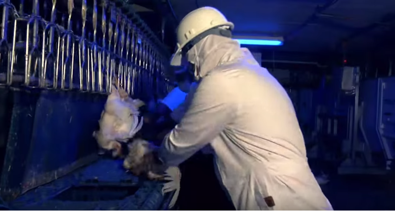 Proceso de producción de Pollo para el consumo humano en Colombia ...