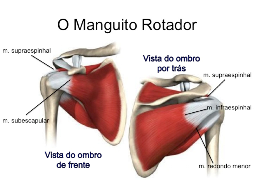 Aparelho Locomotor | Mind Map