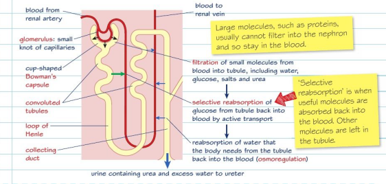Edexcel GCSE Triple Science - The Kidneys | Mind Map